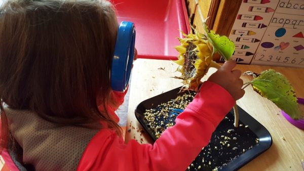 Exploring Seeds in Preschool