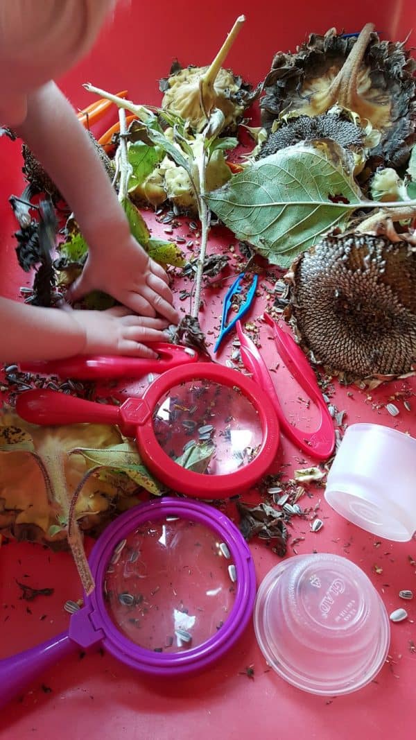 Exploring Seeds in Preschool