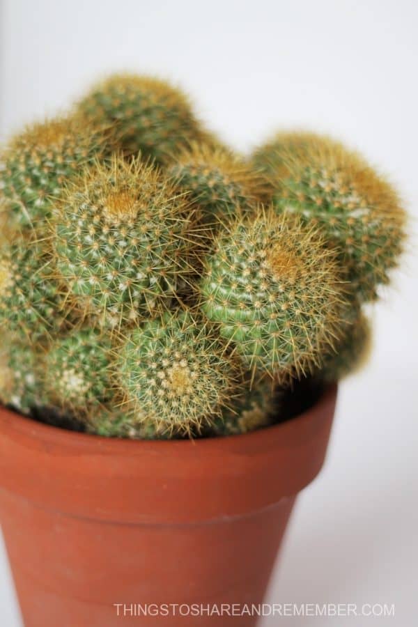 Don't Sit on a Cactus Preschool Desert Activities » Things to Share ...