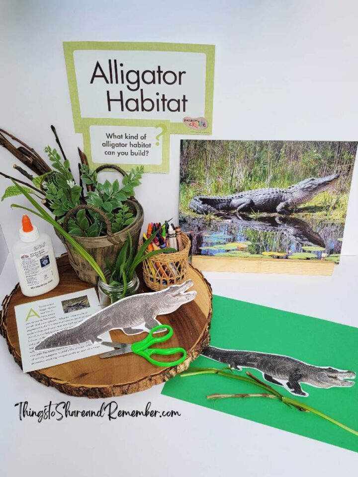 A is for Alligator