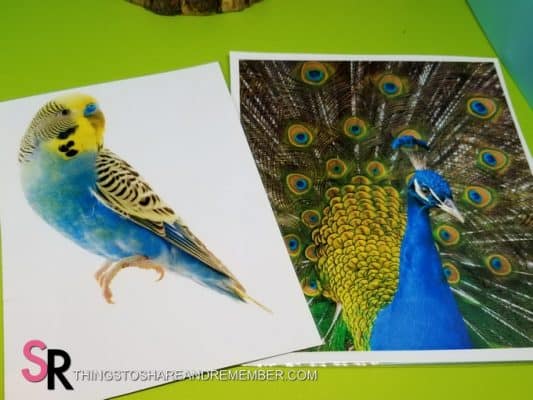 Bird Sounds Listening Activity for Preschoolers Bird Theme