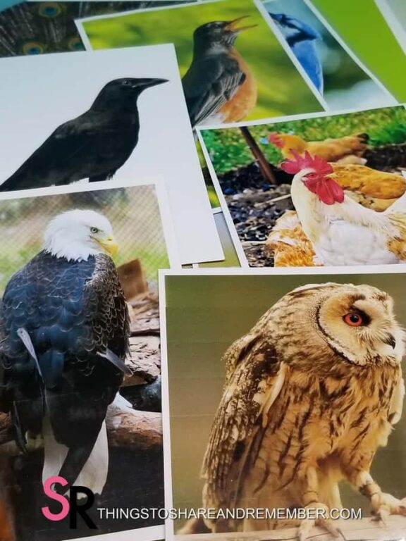 Bird Sounds Listening Activity for Preschoolers Bird Theme