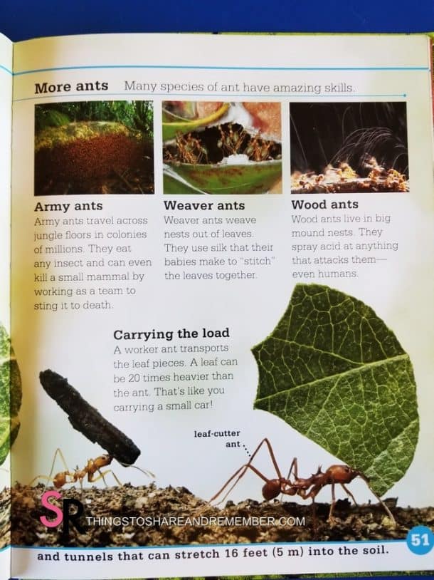 Bugs & Crawly Things Hands on Play Preschool Ant Activities