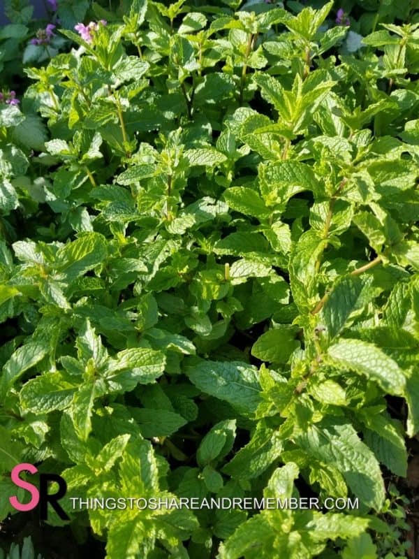 Ways to Use Fresh Mint