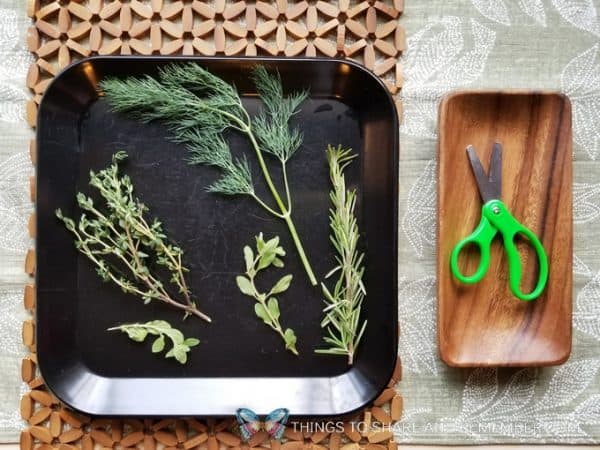 Cutting Herbs Sensory Activity » Things to Share & Remember