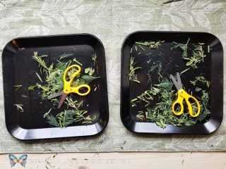 Cutting Herbs Sensory Activity » Things to Share & Remember