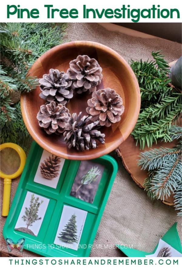 Pine Tree Investigation » Things to Share & Remember