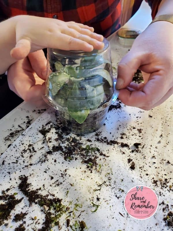 Mini Rainforest Terrariums » Things to Share & Remember