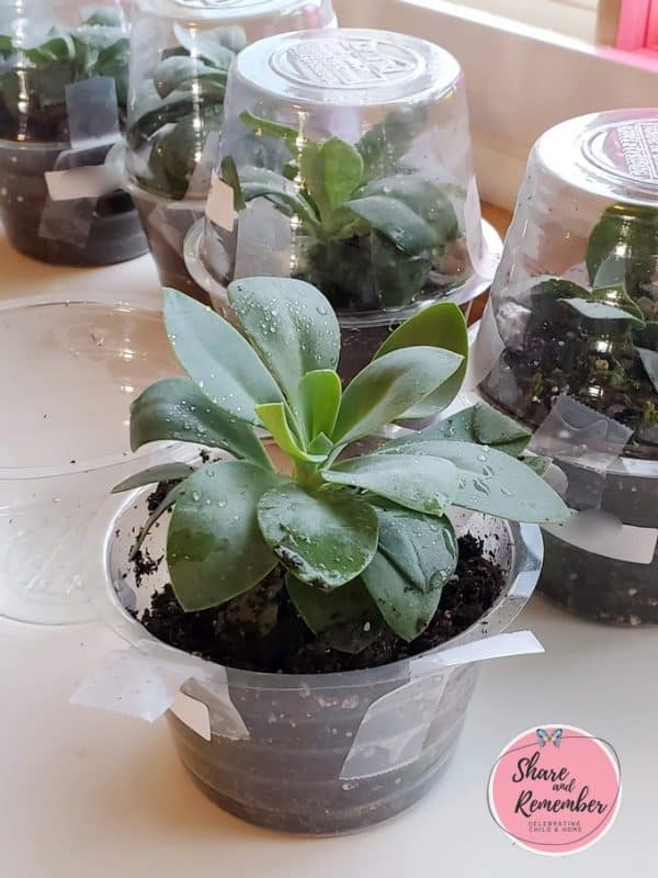 Mini Rainforest Terrariums » Things to Share & Remember
