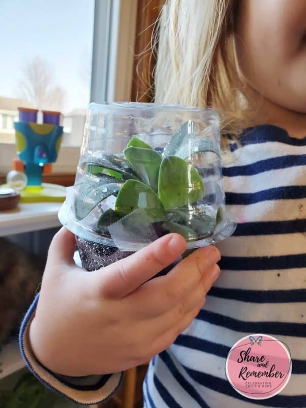 Mini Rainforest Terrariums » Things to Share & Remember