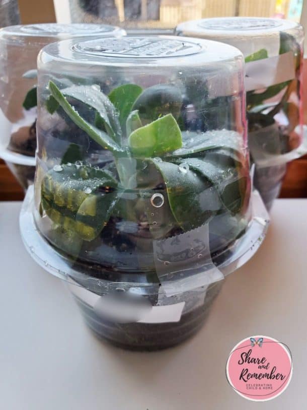 Mini Rainforest Terrariums » Things to Share & Remember