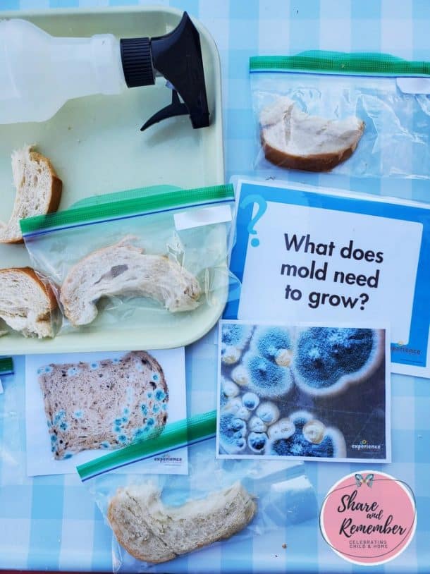 Growing Mold Science » Things to Share & Remember