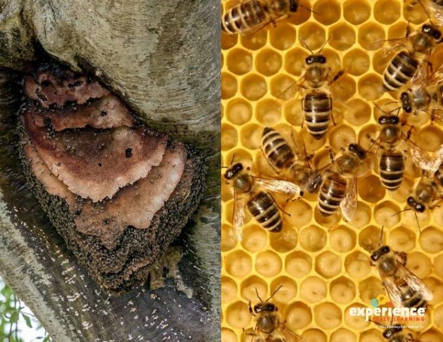 Design a Beehive Sensory & STEAM » Things to Share & Remember