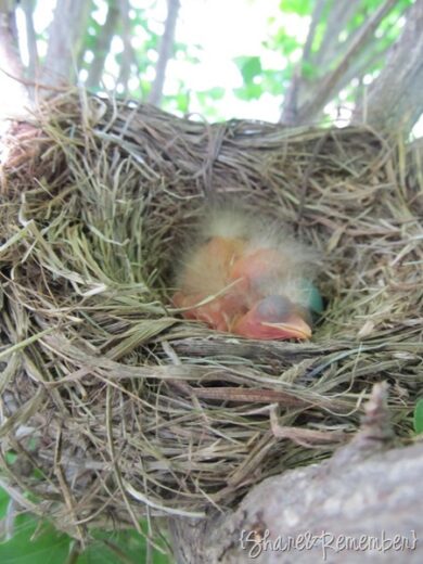 Baby Robin Stages: Printable Life Cycle Poster for Preschool